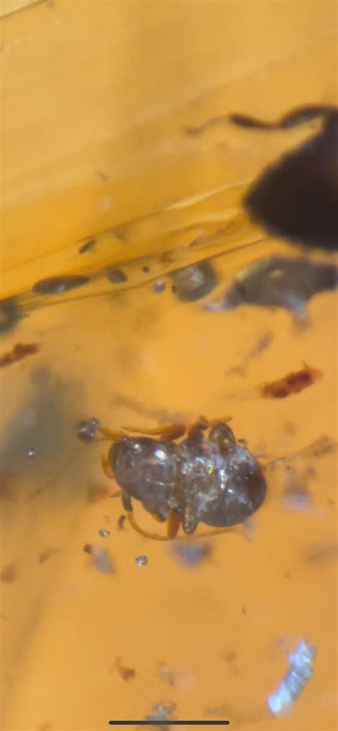 Identification Of Any Of These Cretaceous Critters R Amberfossil