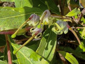 Grevillea Shiressii Australian Plants Society