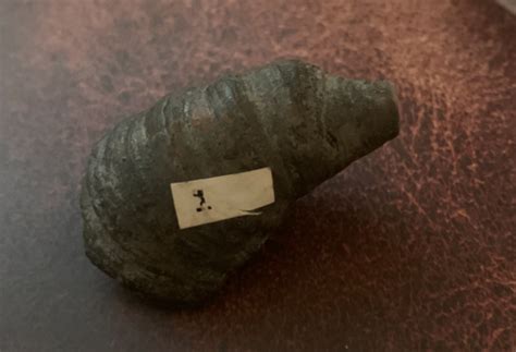 Invertebrate Fossils Flashcards Quizlet