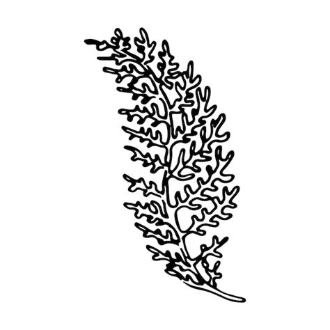 Premium Vector Vector Branch And Leave Hand Drawn Floral Elements