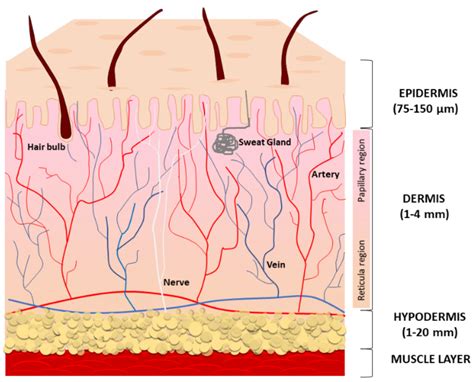 Layers Of Epidermis Blank