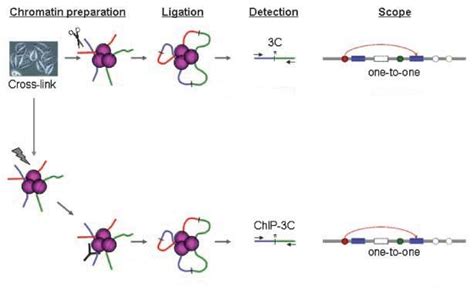 Schematic Illustration Of Chromatin Conformation Capture 3c Top And Download Scientific