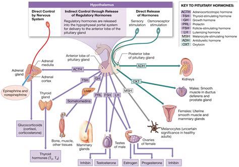 Diagram Of Endocrine System Hormones And Glands Endocrine Sy