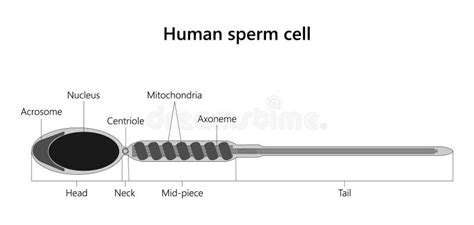 Human Sperm Cell Spermatozoon Stock Illustration Illustration Of