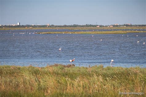 Valli Di Comacchio Con I Bambini Alla Ricerca Dei Fenicotteri Allarremviaggio