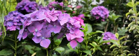 Colourful Purple Violet Hydrangea Macrophylla Banner Blossom Near House