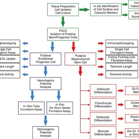 Fluorescence Activated Cell Sorting FACS Analysis Of Cell Surface Download Scientific Diagram