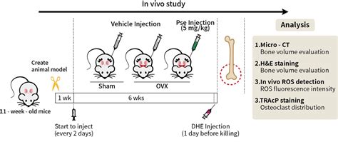 骨质疏松OVX模型 技术服务 广州铂晋生物科技有限公司