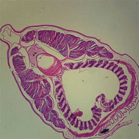 Amphioxus Pharyngeal Region C S 7 µm Hande Microscope Slide Carolina Biological Supply