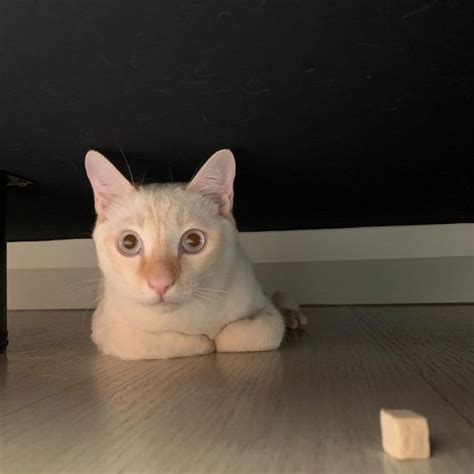 吃晚餐時餐廳請我們跟別人併桌 於是來了另一對男女 先是女生走進來 男生跟在後面瘋狂碎碎念 內容大概是覺得停車很麻煩之類的 女生一直對不起對不起對不起 男「那這餐你要請客！」 女生不說話 整個