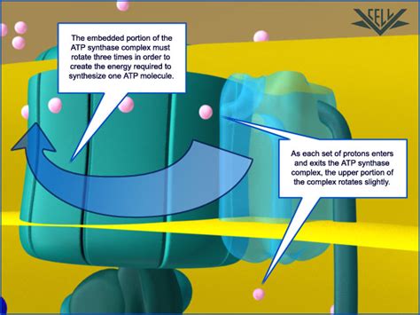 Vcac Cellular Processes Atp Synthase Advanced Look Pumping