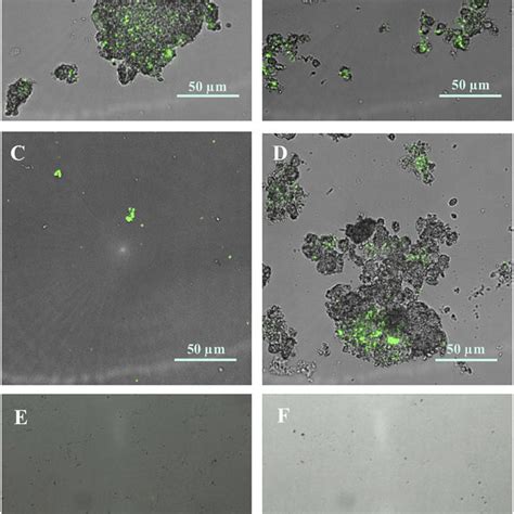 Hetero Aggregation Of Prochlorococcus Sp Med4 Green And Nceo 2 10 Download Scientific