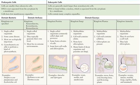 Bacteria Cell Structure A Level Biology
