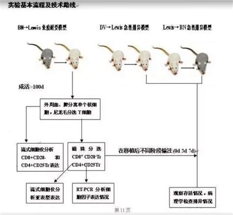 23个可编辑技术路线图模板以及技术路线图绘制技巧（含国自然9大热点技术路线图）论文阅读acceptpublished Gitcode 开源社区