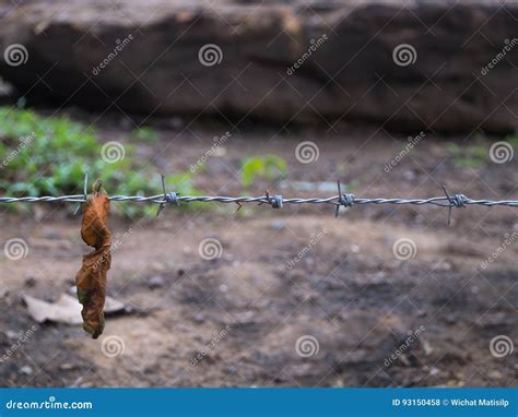 Leaf Trapped In Steel Barbed Wire Stock Photo Image Of Green Symbol
