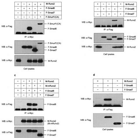 Interaction Of Smad6 With Runx2 Download Scientific Diagram