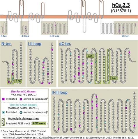Phosphorylation Sites And Potential Pest Regions In Human Cav23