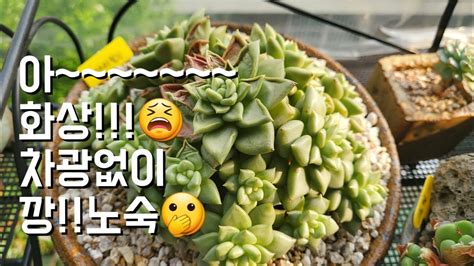 자외선지수매우높음10옥상아이들 차광없이 깡노숙 결과보시죠다육이키우기 옥상다육 Succulent 곰팡이 무름병