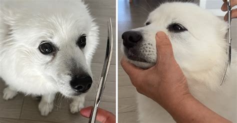 애견 미용 가위 추천 10가지 종류별 용도와 고르는 방법은 비마이펫 라이프