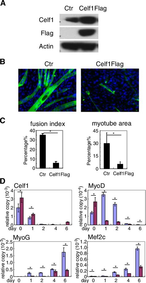 Figure 2 From Celf1 Regulates Cell Cycle And Is Partially Responsible