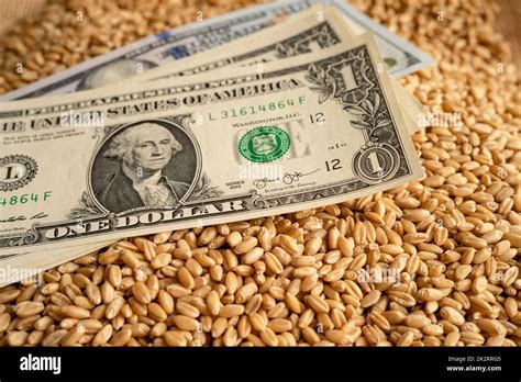 Us Dollar Banknotes On Grains Wheat Global Food Crisis Concept Stock