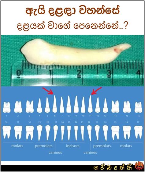 තම්බපණ්ණි ජීව විද්‍යාවේ සාමාන්‍ය දැනීමවත් නැති පවු කාරයෝ දළඳා වහන්සේ