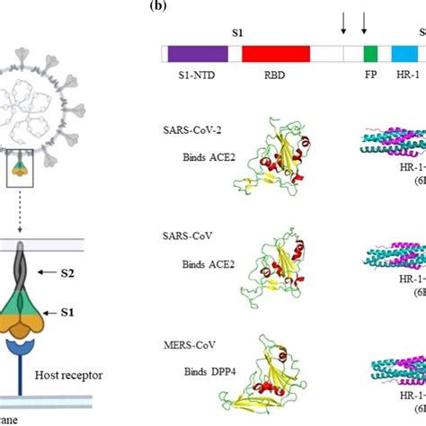 Spike S Protein Models For Sars Cov A Mers Cov B And Sars Cov 2 Download Scientific