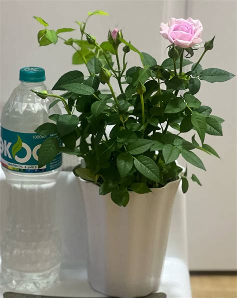 Барын ЯГААН САРНАЙ голланд сорт том цэцэгтэй ҮНЭ 35К Сарнай нь