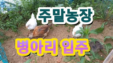 주말농장에서 병아리를 키우기 시작했습니다 병아리키우기 주말농장닭키우기 Youtube