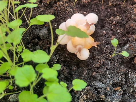 Приобрела яйца гигантской улитки в зоомагазине показываю что получилось вырастить Olgusha