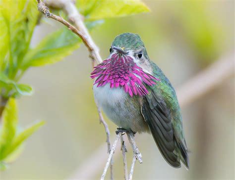 Urban Development And 5 Species Of Hummingbirds In New York The