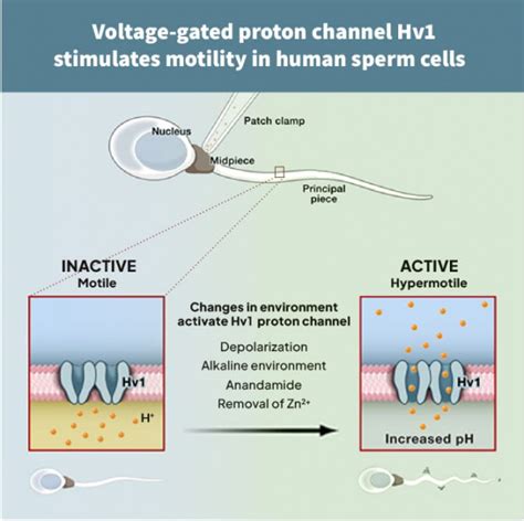 The Online Scientist How To Design A Graphical Abstract