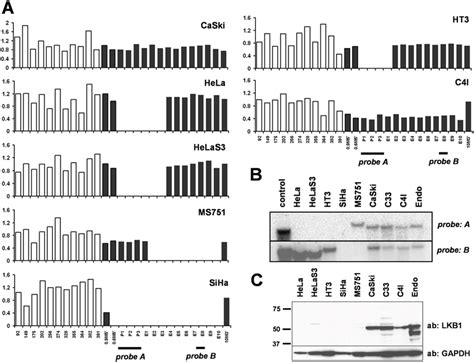 Homozygous Lkb1 Deletions Occur In Majority Of Cervical Cancer Cell Download Scientific Diagram