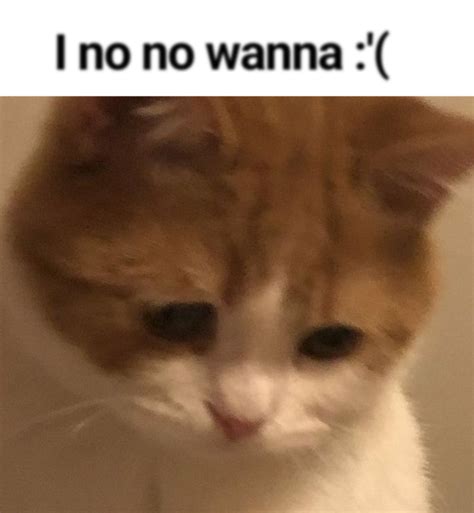 Cat Memes No Words