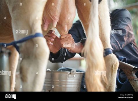Cow Teat Being Milked In Dairy Farm Milking Of Cattle In Cowshed Stock