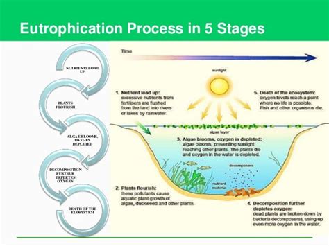Eutrophication Process