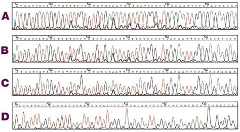 Linear Amplification Sequencing Of Single Stranded M13mp19 Dna Using An