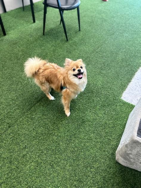 포메라니안 호두 강아지 책임분양 강아지무료분양 고양이무료분양 유기견입양 아이조아요양보호소