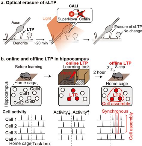 A Scheme Of An Optogenetics Tool That Allows For Optical Erasure Of Download Scientific