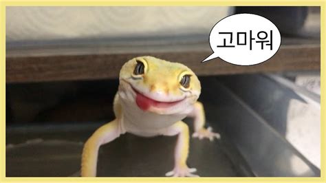 [집돌이] 귀여운 레오파드게코 이사전 마지막 사육장 청소 파충류키우기 Youtube