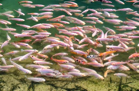 How To Sex Tilapia Tilapia Depot