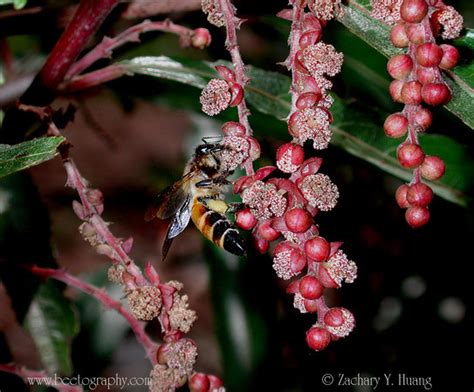 Apis Dorsata Paper And Photos Michigan Beekppers Association