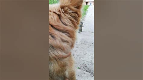 გერმანული ნაგაზი Youtube