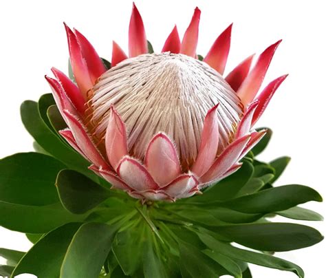 Protea Cynaroides Königsprotea Little Prince Fangblatt Gmbh