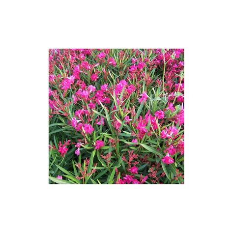 Nerium Oleander Emma Cov À Lombre Des Figuiers