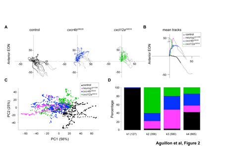 Morphogenetic Defects In Cxcr4b T26035 And Cxcl12a T30516 Mutant