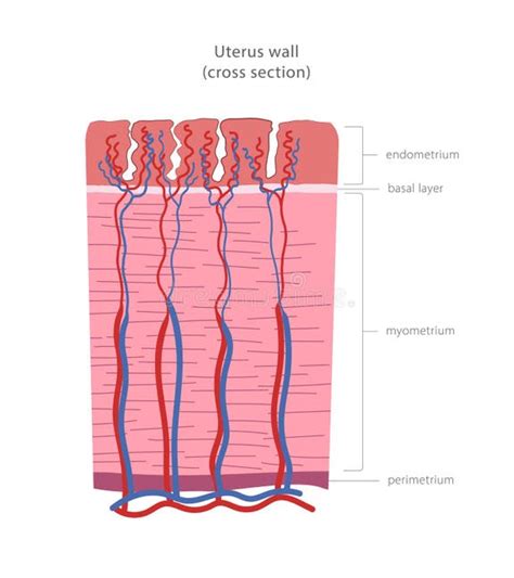 Diagrama De Corte De Pared Uterino Capas Uterinas Perimetrio
