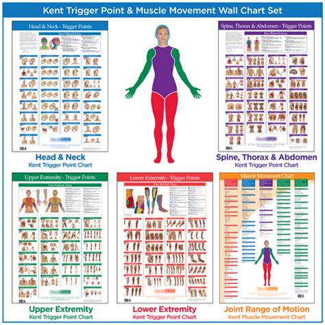 Trigger Point Charts 5 Chart Set Kent Health System Trigger Points Health System Gluteal