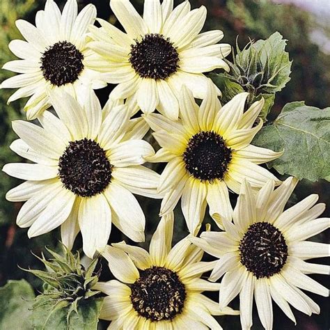 Sunflower Seeds Italian White Flower Seeds In Packets And Bulk Eden