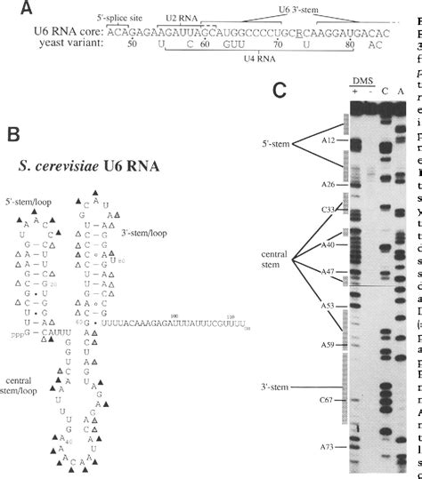 Figure 3 From A Stem Loop In U6 Rna Defines A Conformational Switch